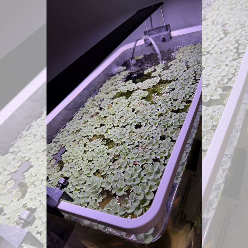 Сальвиния. Растение для аквариума