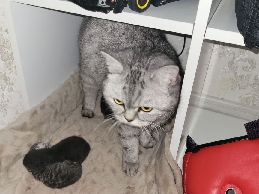 Котята британской породы "Британки"