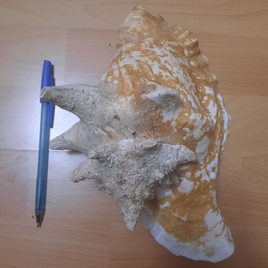 Ракушка большая