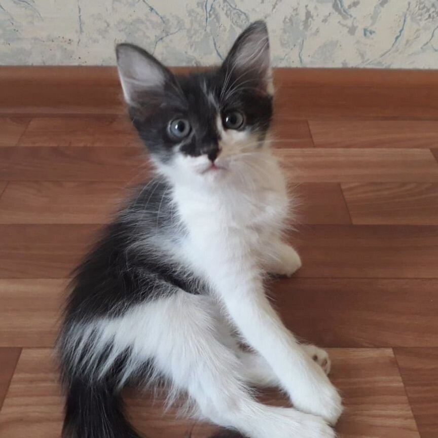 Котята в добрые руки приучены к лотку бесплатно