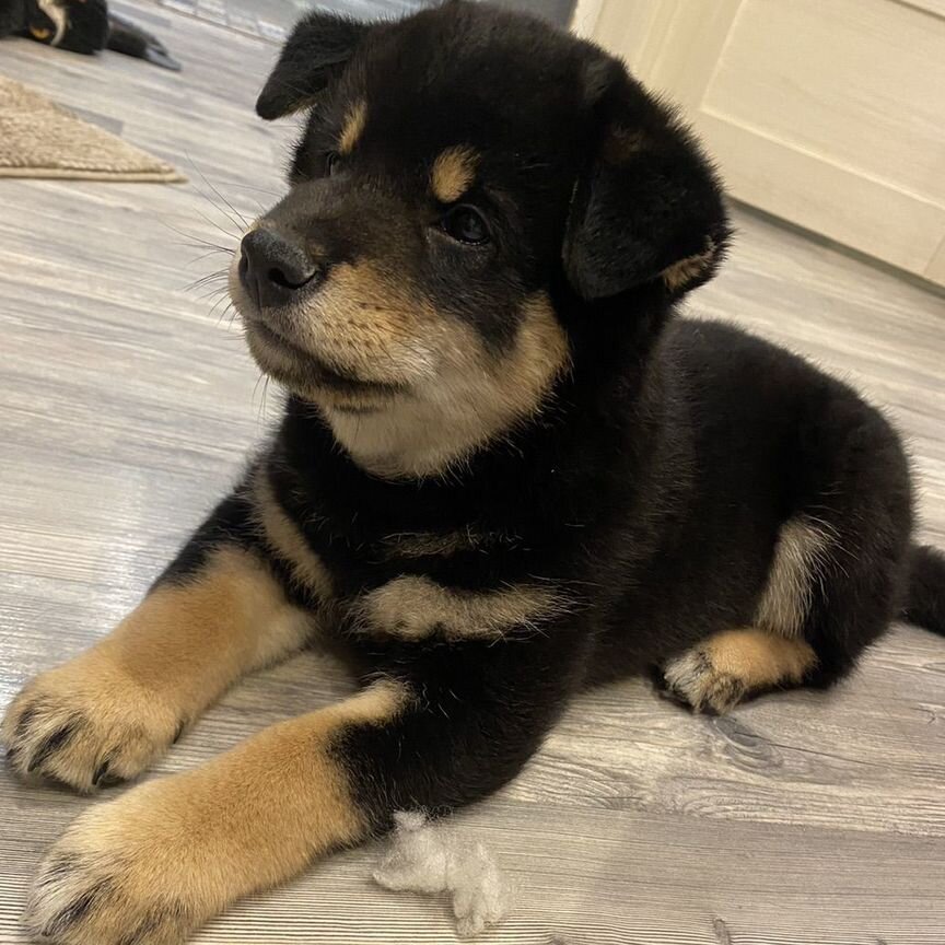 Сиба-ину, щенок