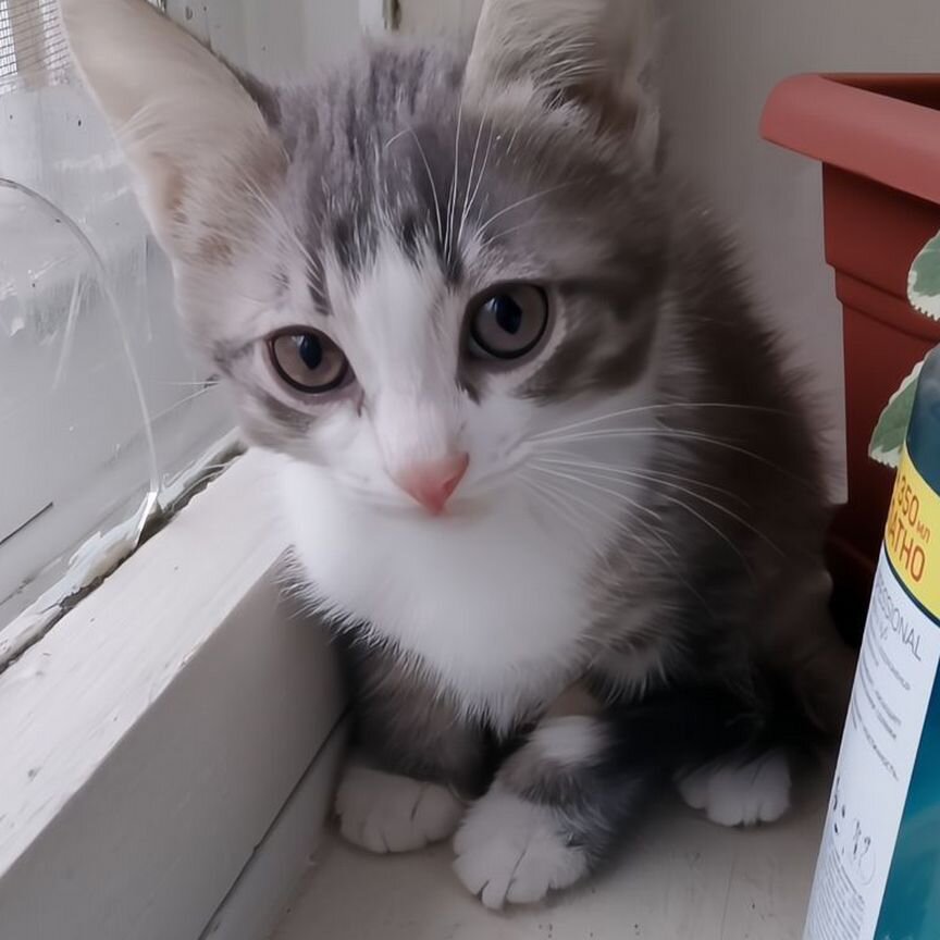 Турецкая ангора котёнок