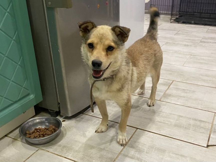 Тишка плутишка кастрирован