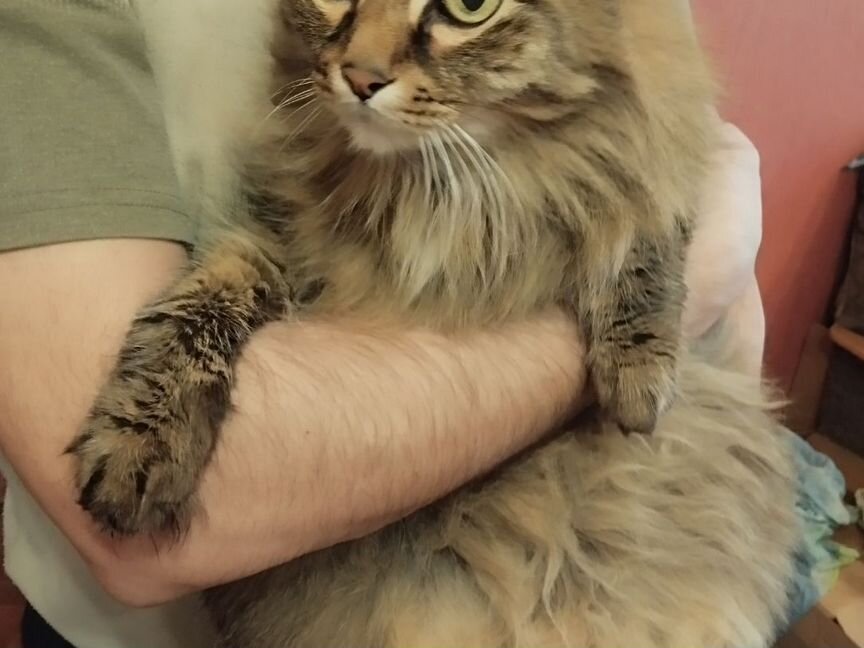 Кот и кошка