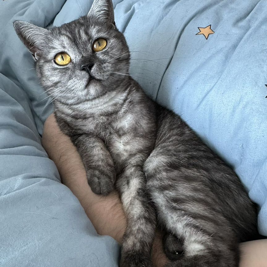 Шатланская кошка