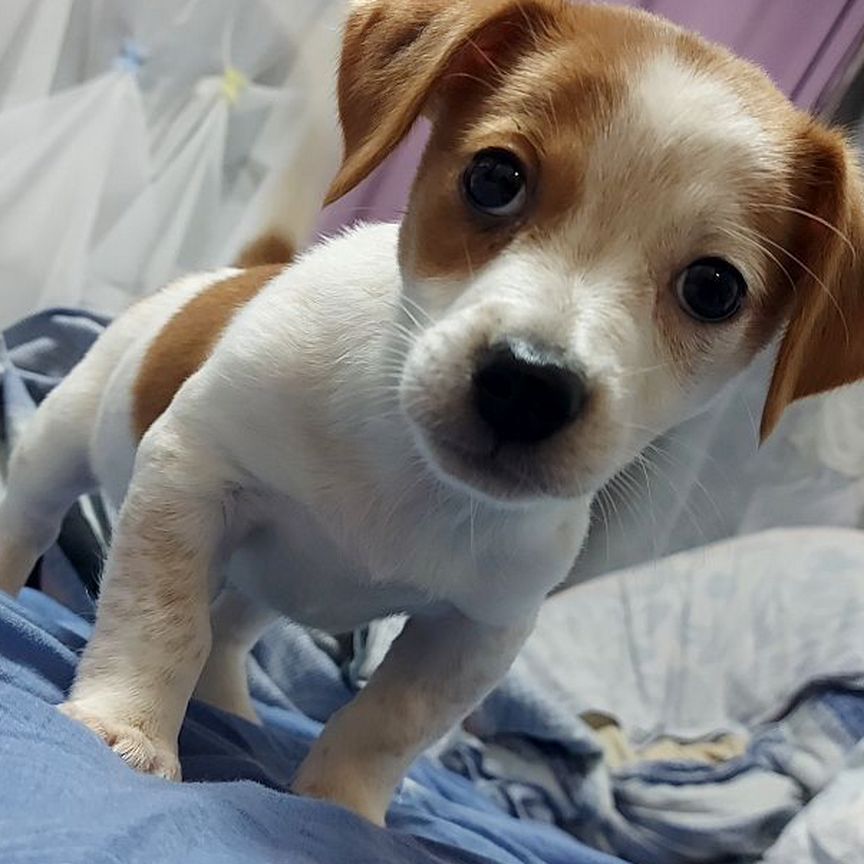 Мальчик Джек Рассел Терьер