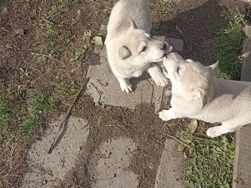 Отдам бесплатно щенят (мальчики). Мать хаски