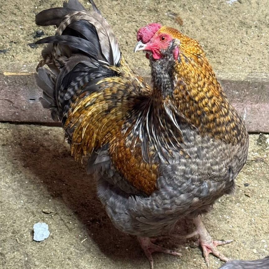 Молодые петухи домашние