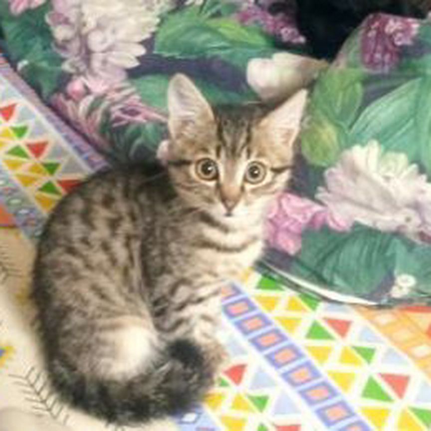 Котенок ищет семью
