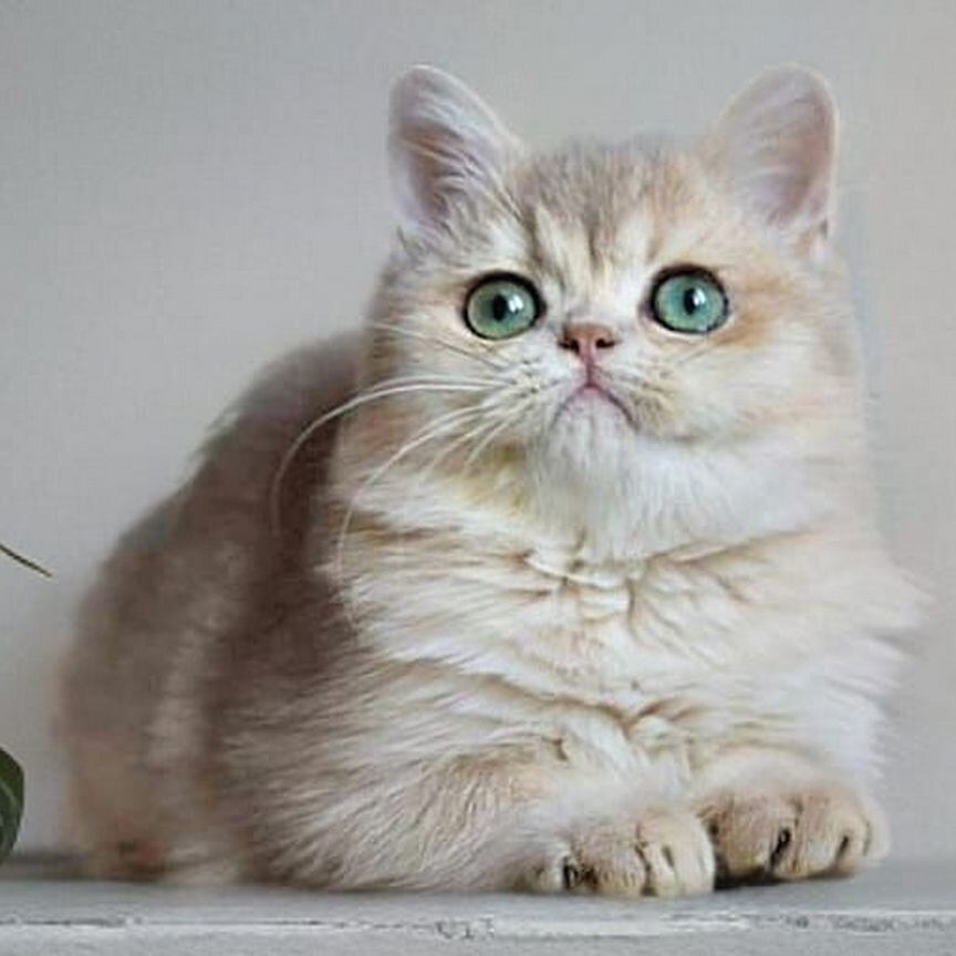 Британские котята