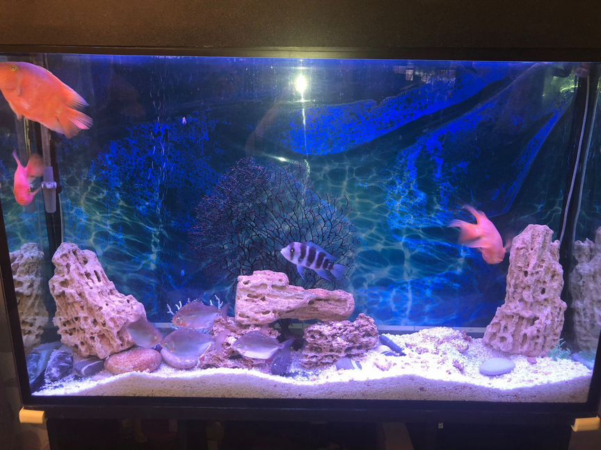 Аквариум с рыбками 350 литров