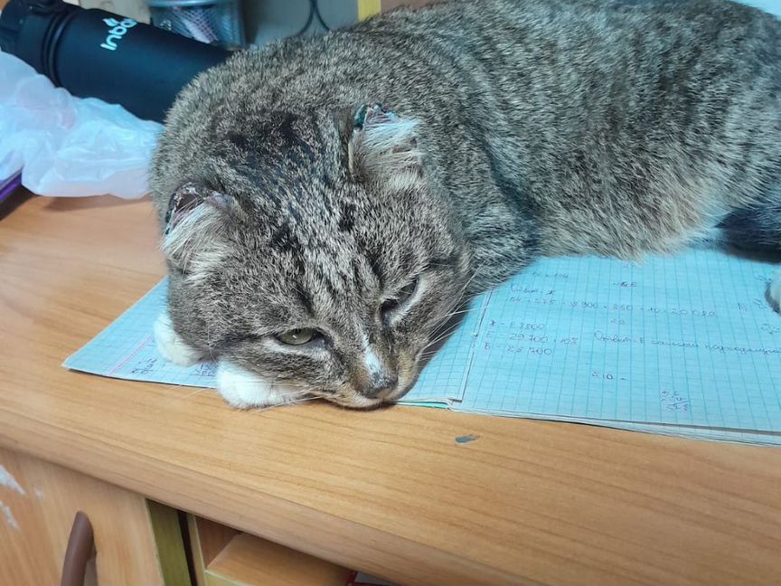 Котик 1 год очень ленивый и ласковый, кастрирован