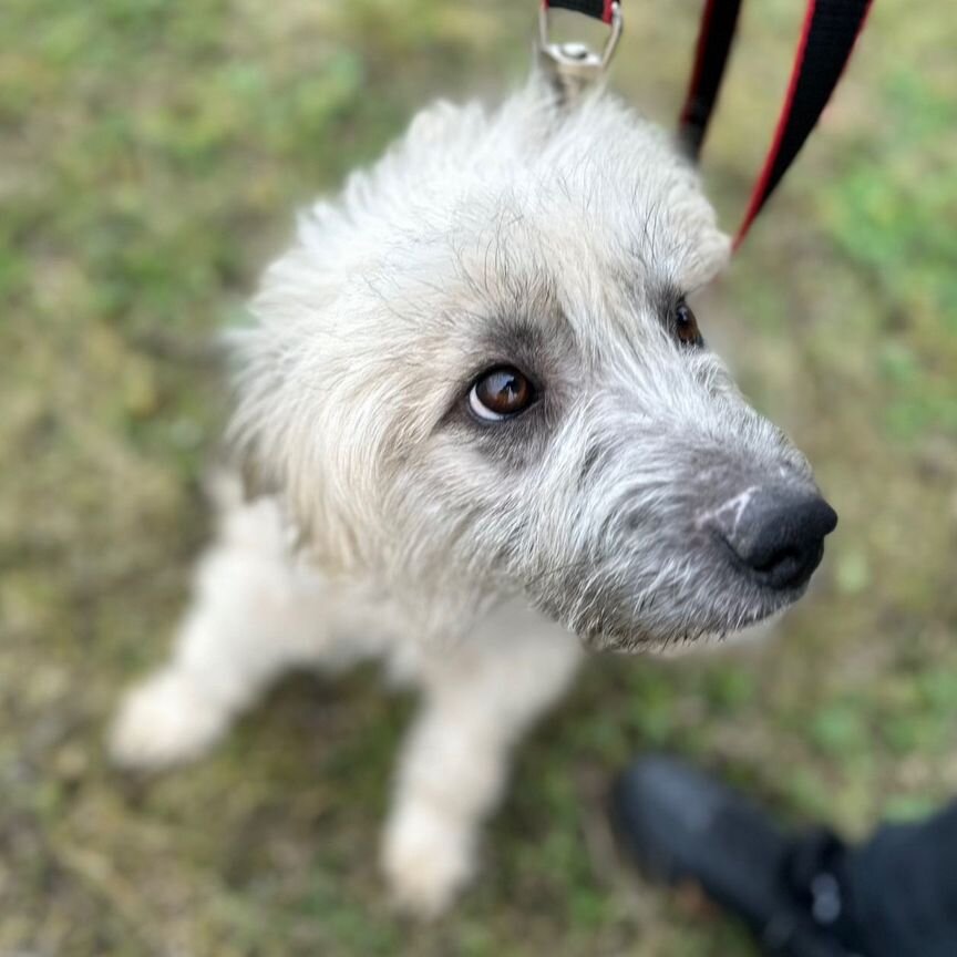 Взрослая собака в добрые руки