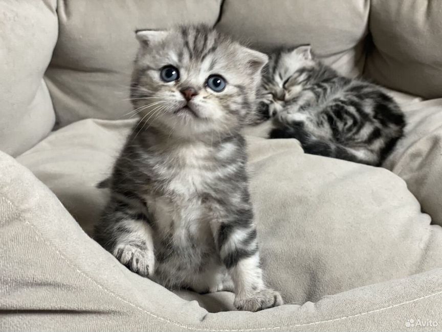 Шотландские котята