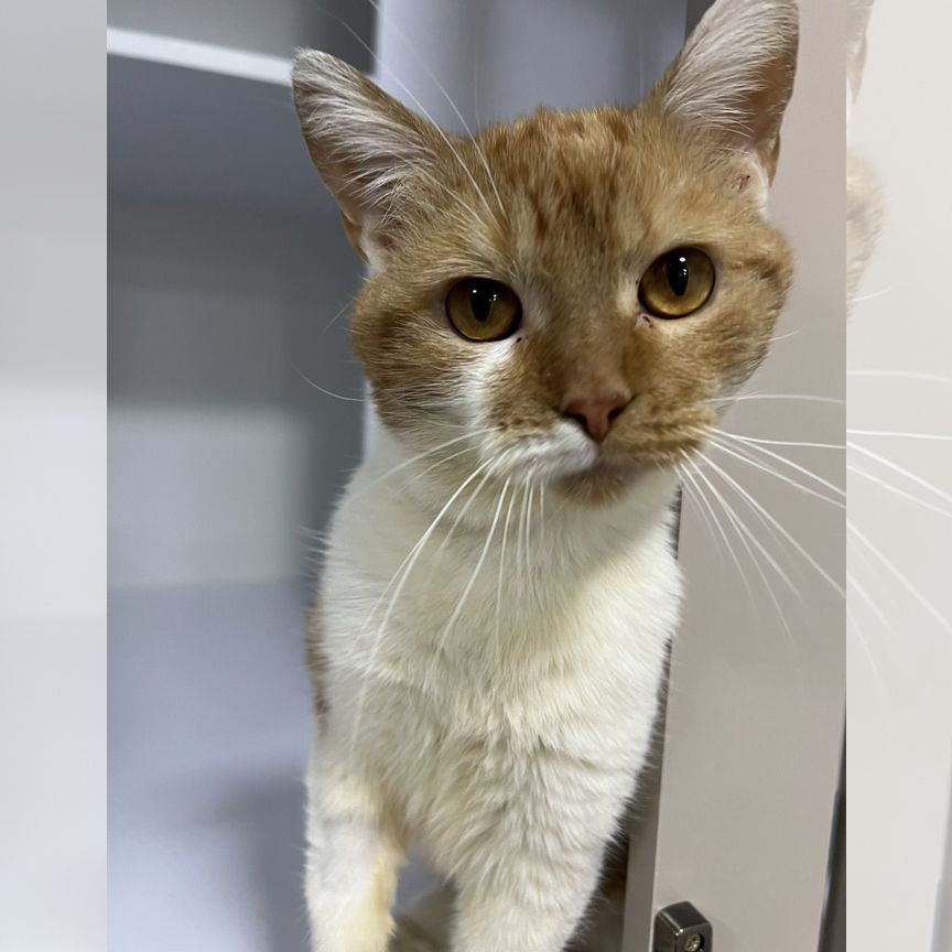 Взрослый кот в добрые руки