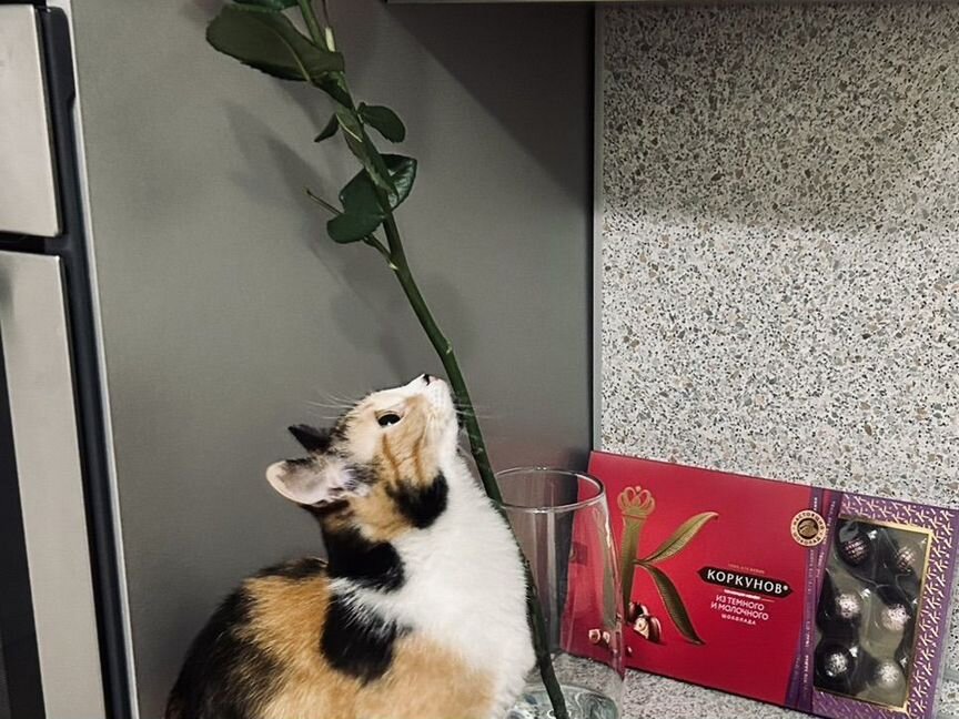 Отдам кошечку в оченб добрые руки