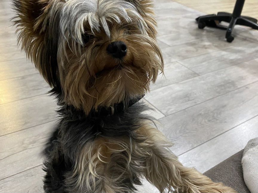 Йоркширский терьер мини