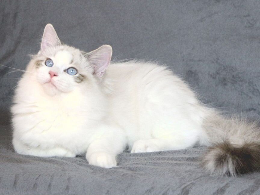 Котенок Рэгдолл 4 мес
