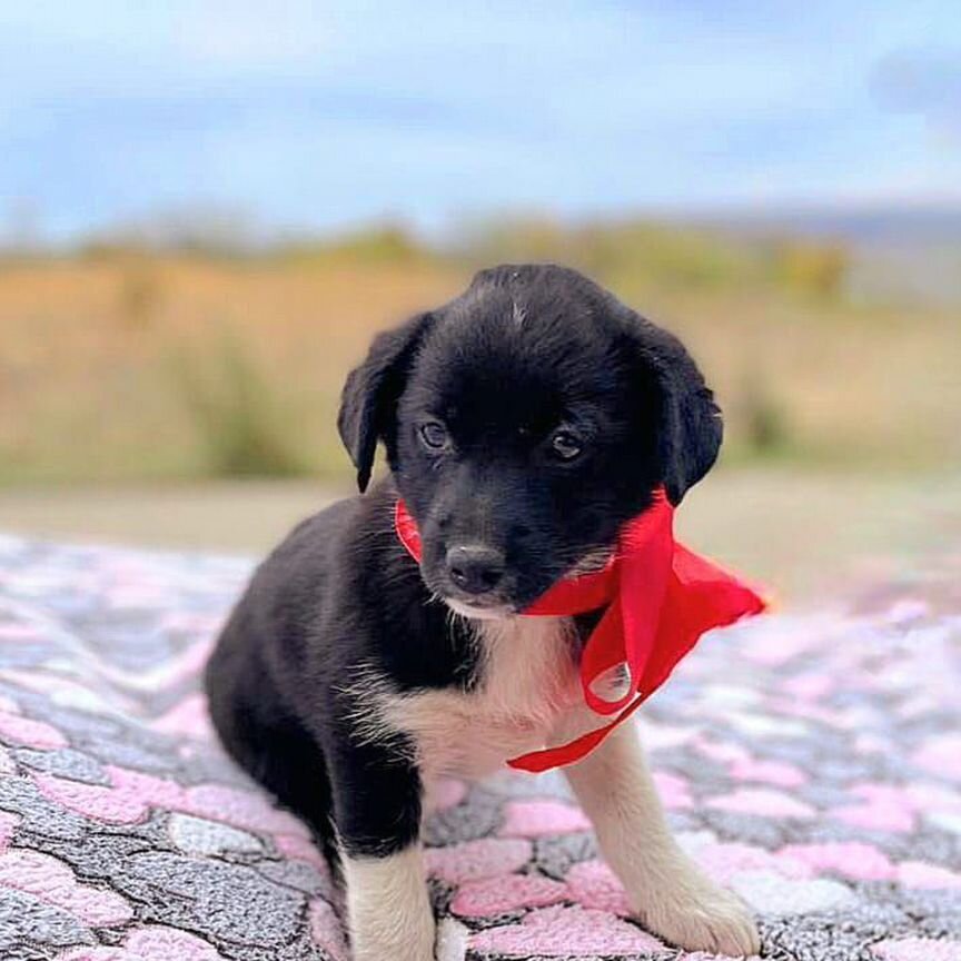 Молли в добрые ручки