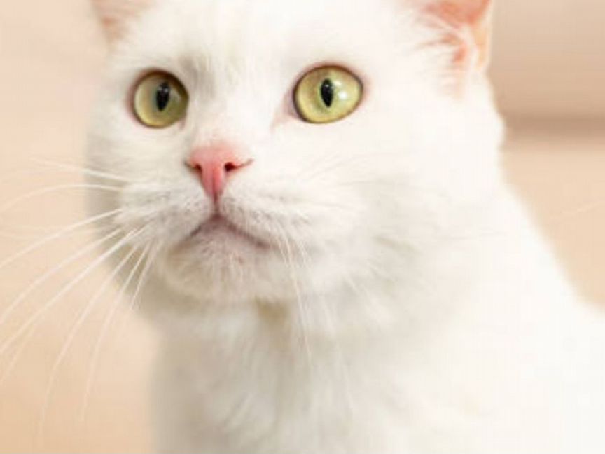 Турецкая ангора бросил хозяин