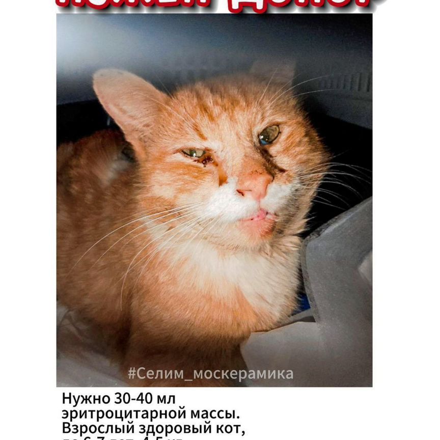 Донор для котика в беде