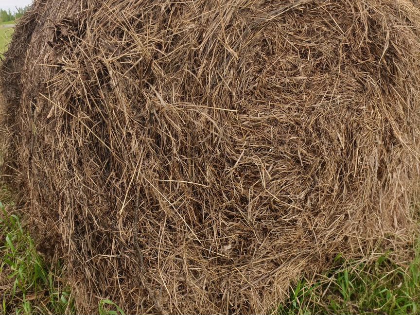 Сено костер