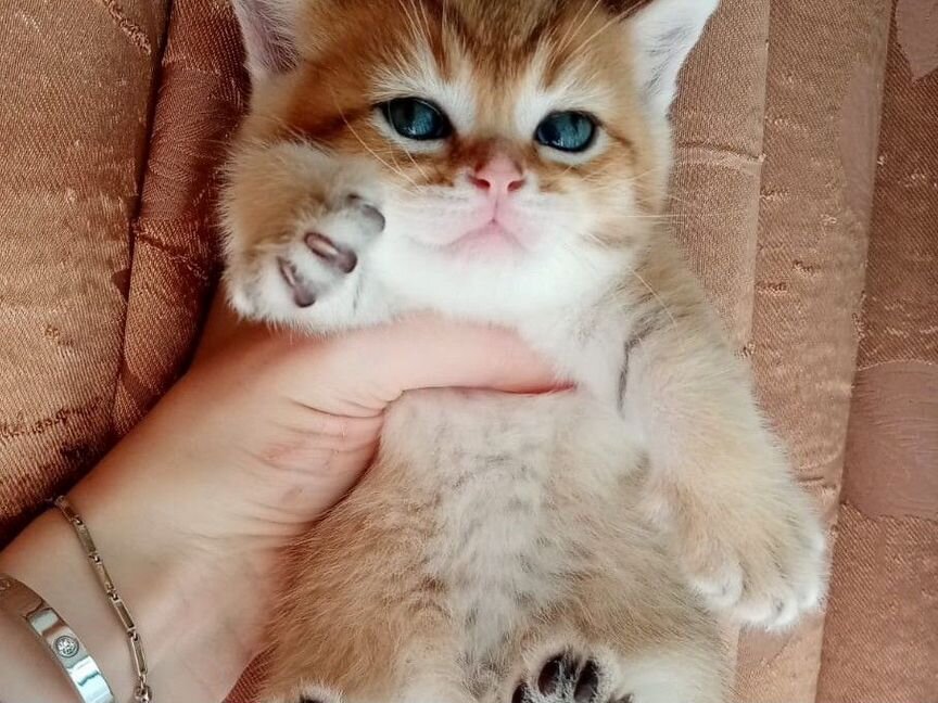Шиншилловые золотые котята скоттиш страйт