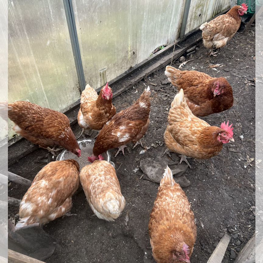 Курица несушка