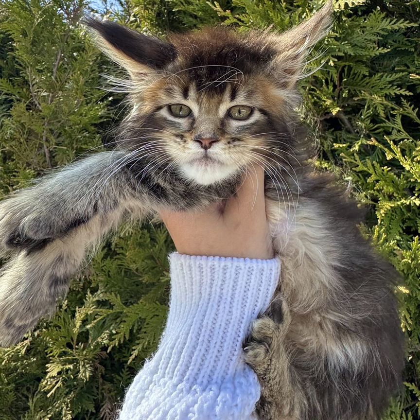 Мейн-кун котёнок