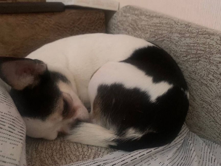 Домашние животные собаки маленькие