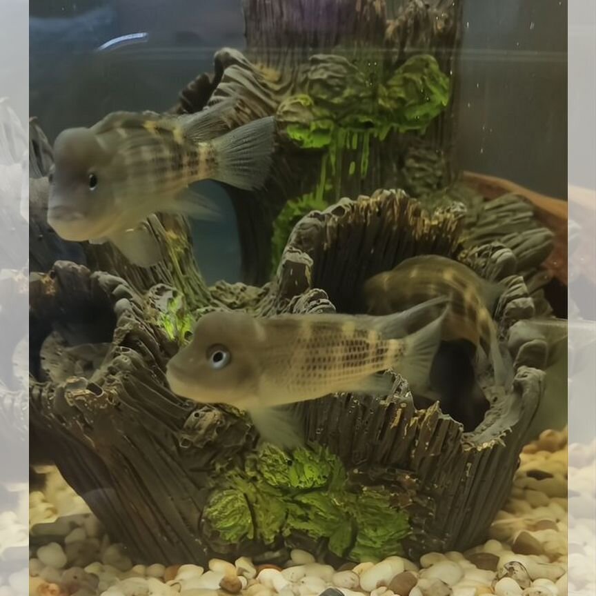 Цихлиды львоноголовка