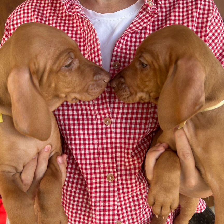 Венгерская выжла