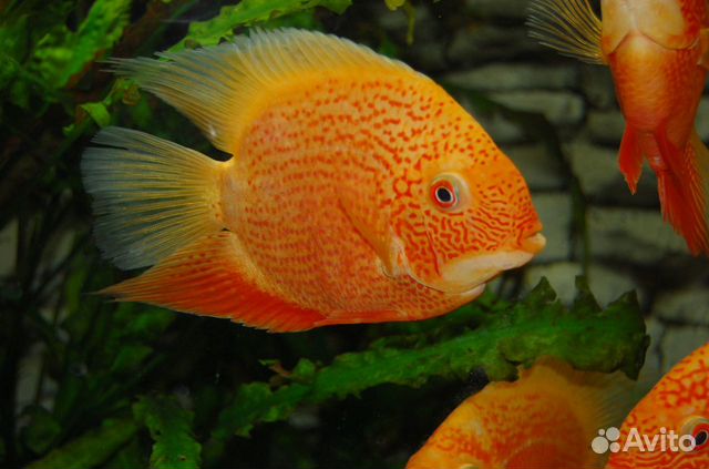 Северум красный жемчуг