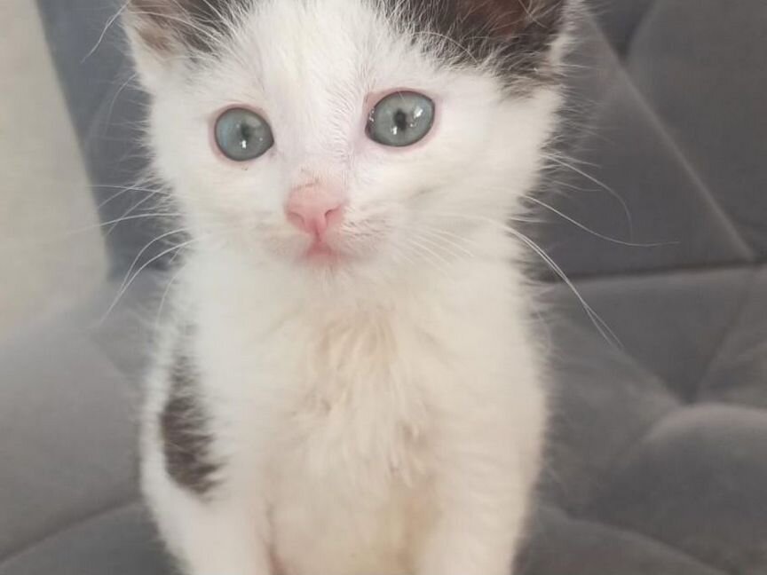 Котята из приюта 1-1, 5мес