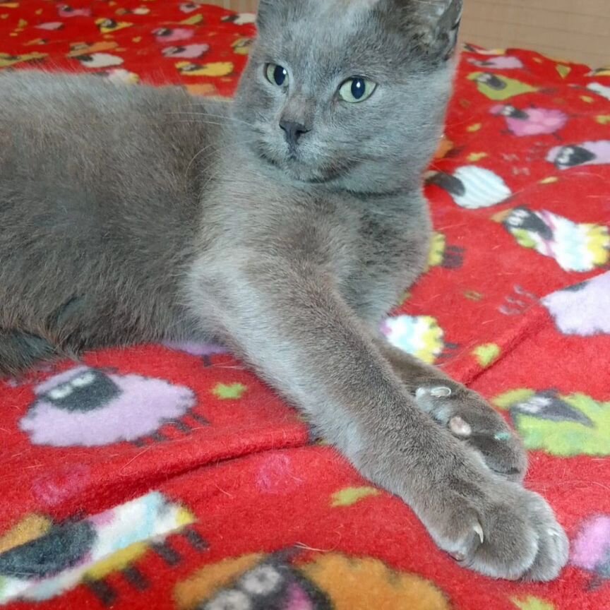 Кот ищет дом