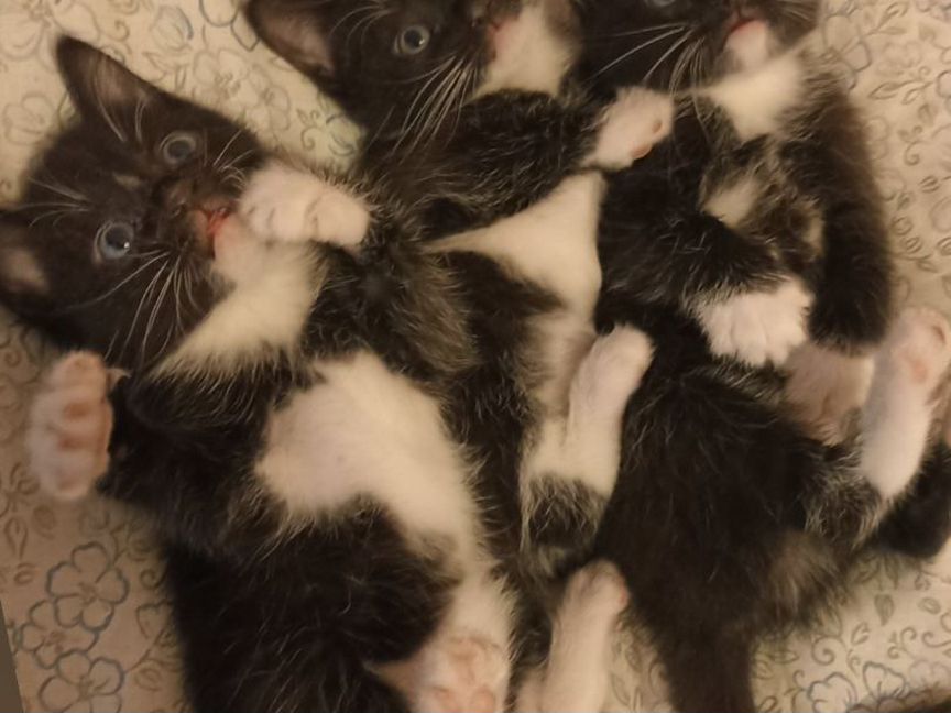 Котята в добрые руки