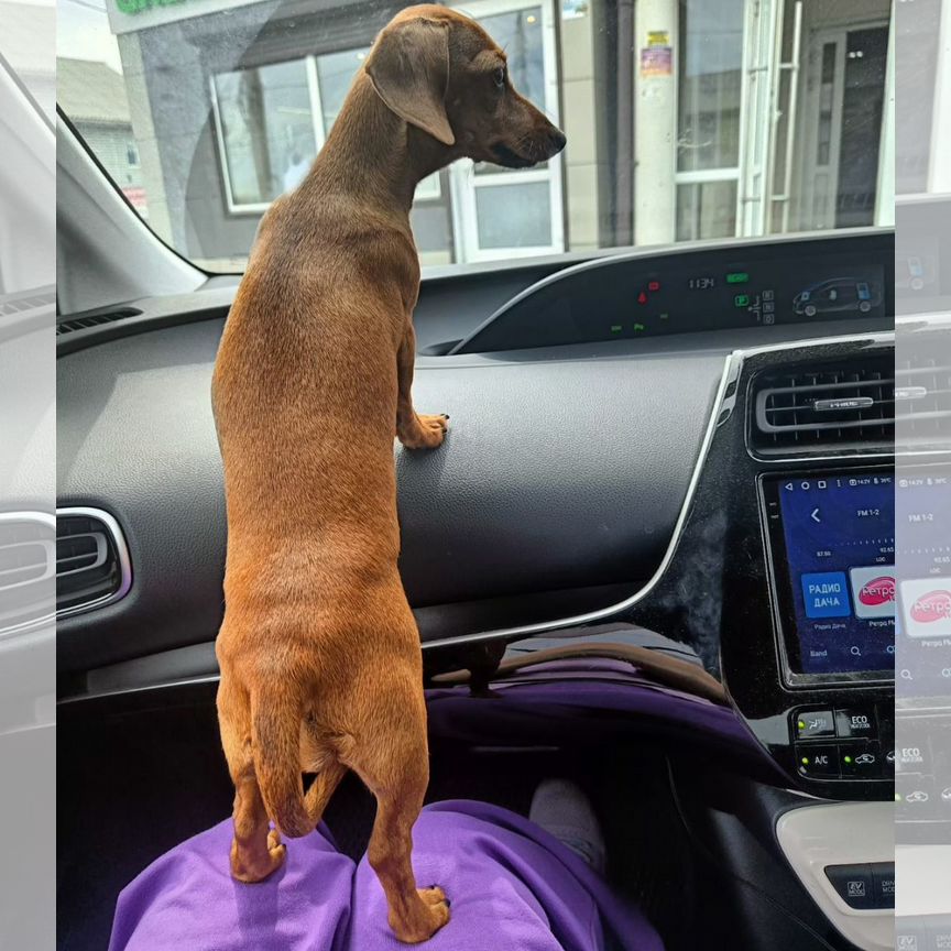 Кроличья такса, вязка