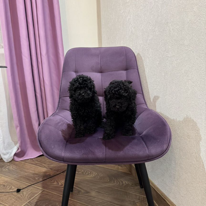 Черный той пудель