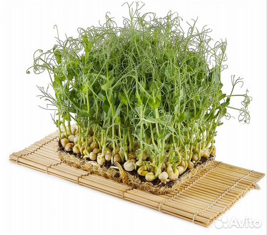 Микрозелень горох купить в Москве | Товары для дома и дачи | Авито