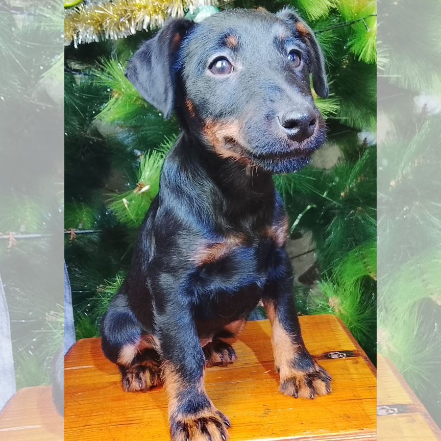 Немецкий охотничий терьер, щенок