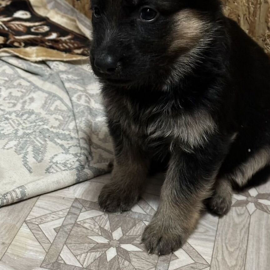 Немецкая овчарка, щенок