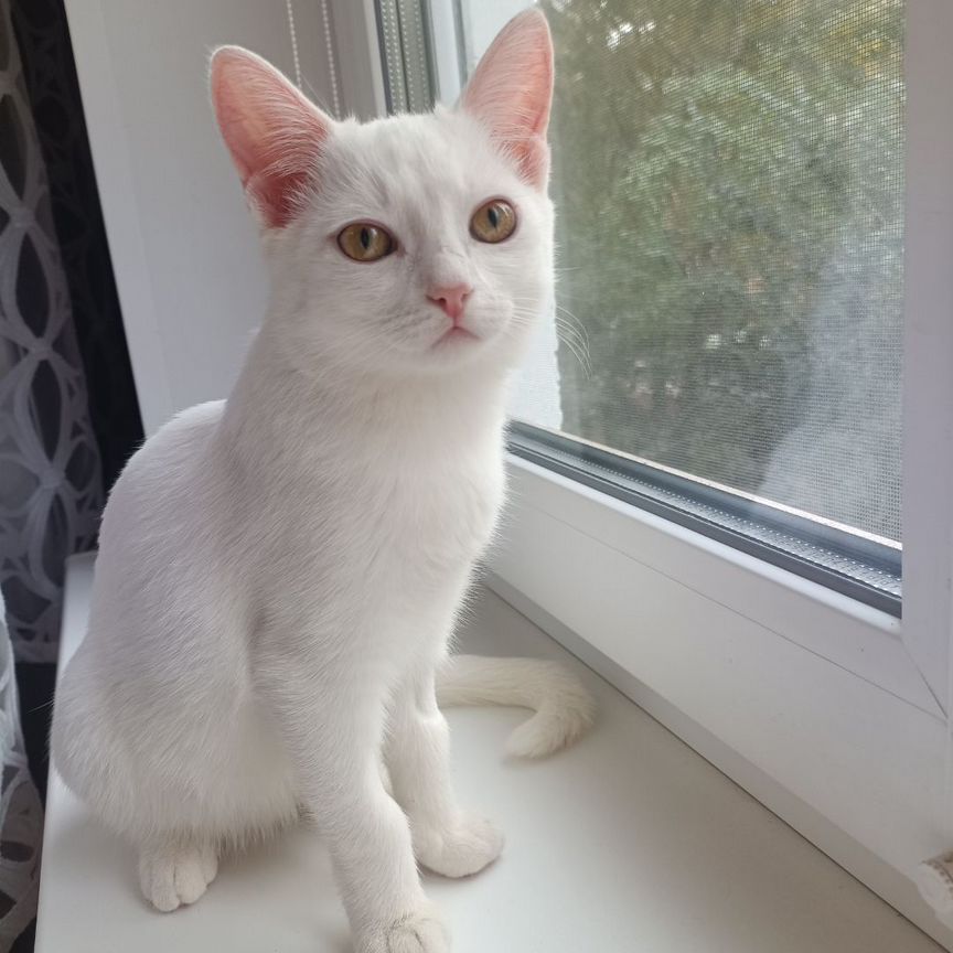 Котенок в добрые руки