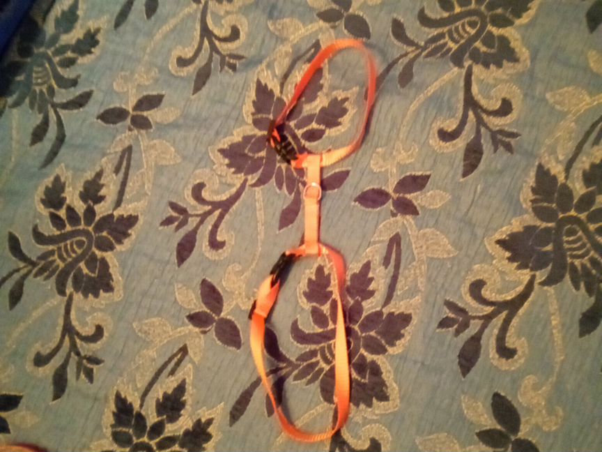 Шлейка для кошки