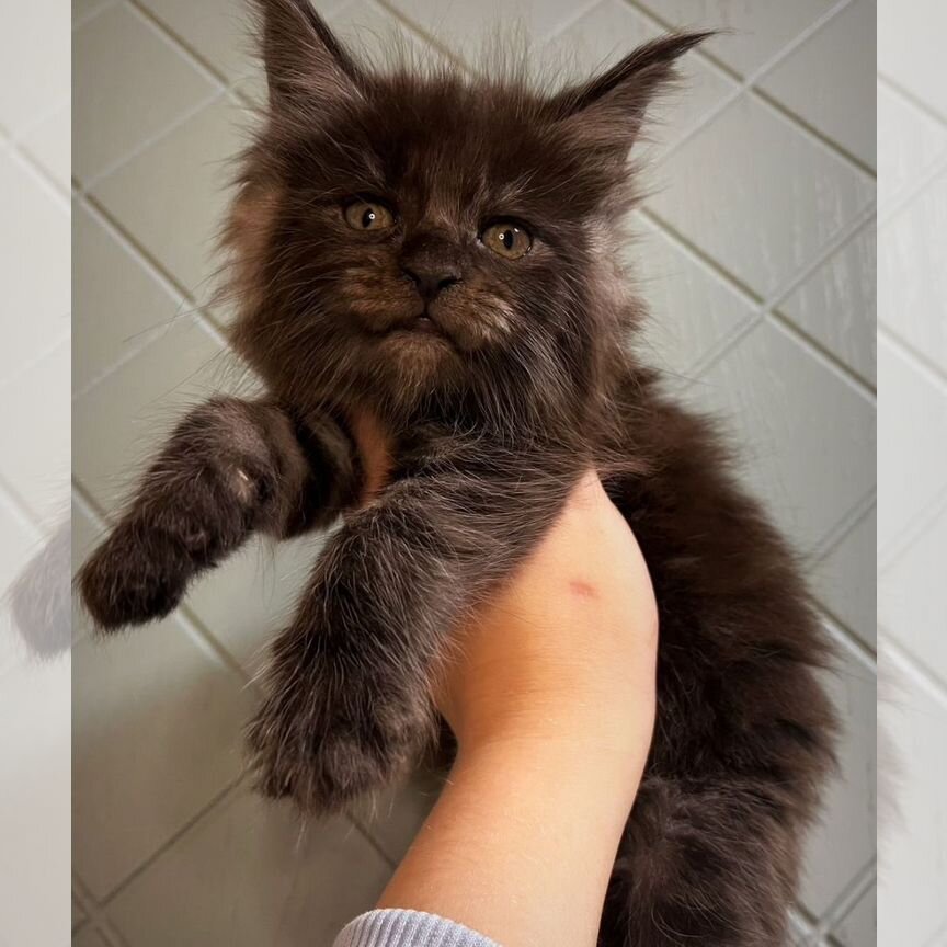 Мейн-кун котёнок