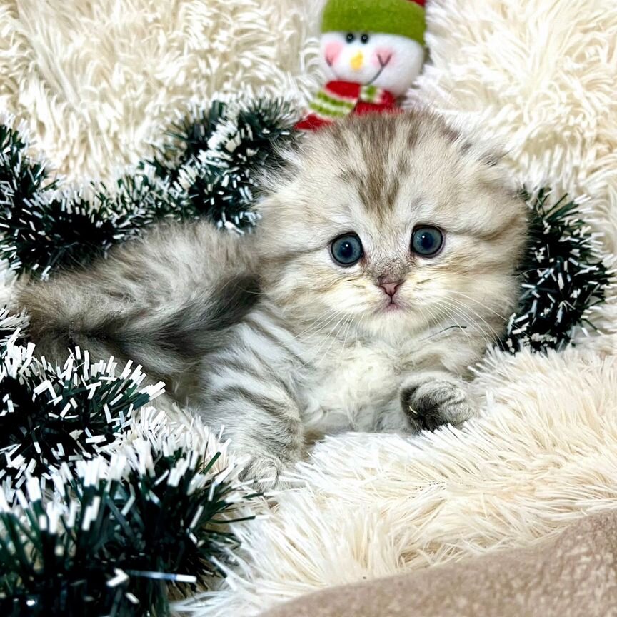 Шотландский вислоухий длинношёрстный котёнок