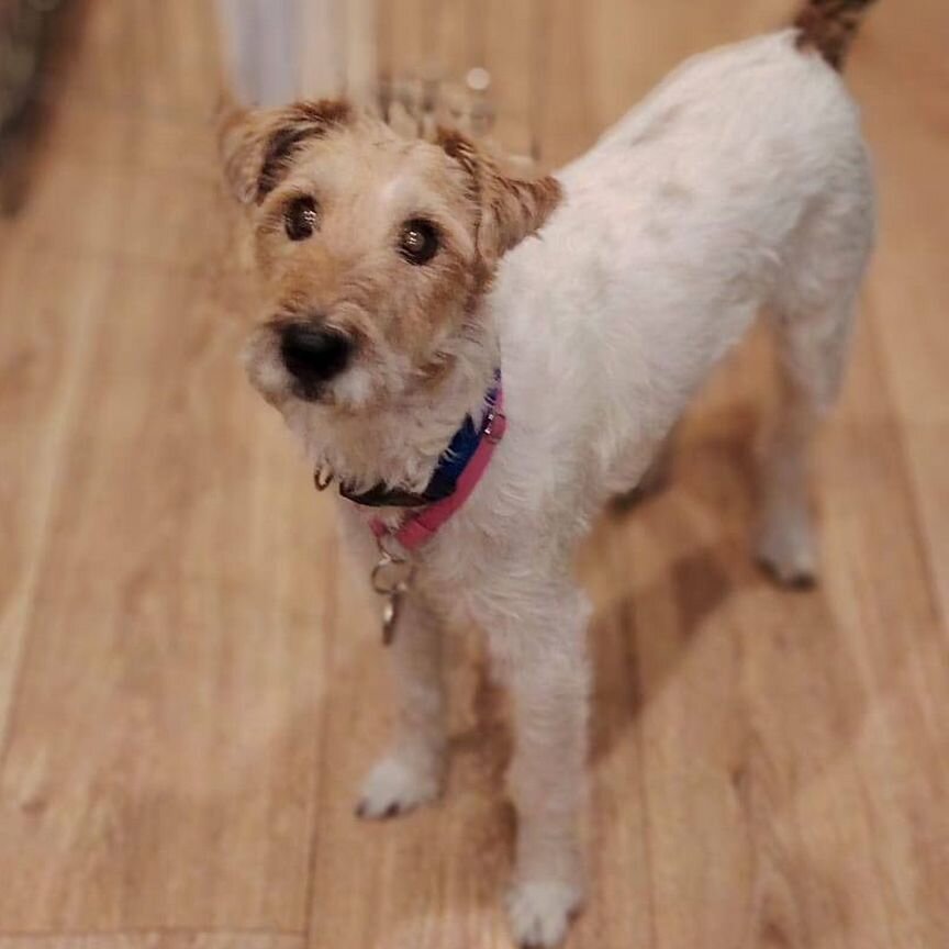 Взрослая собака в добрые руки