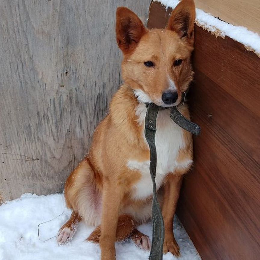 Собака в добрые руки