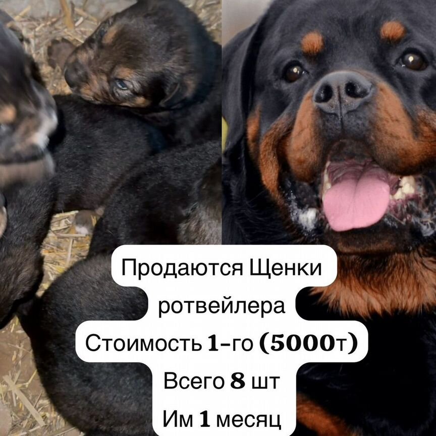 Щенки ротвейлера продажа
