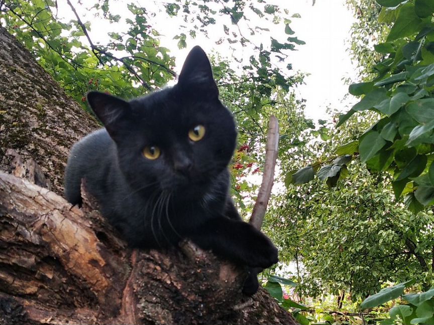 Кот в хорошие руки
