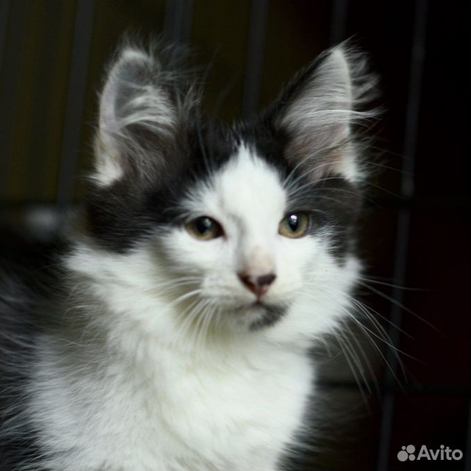 Котенок Амур ищет семью